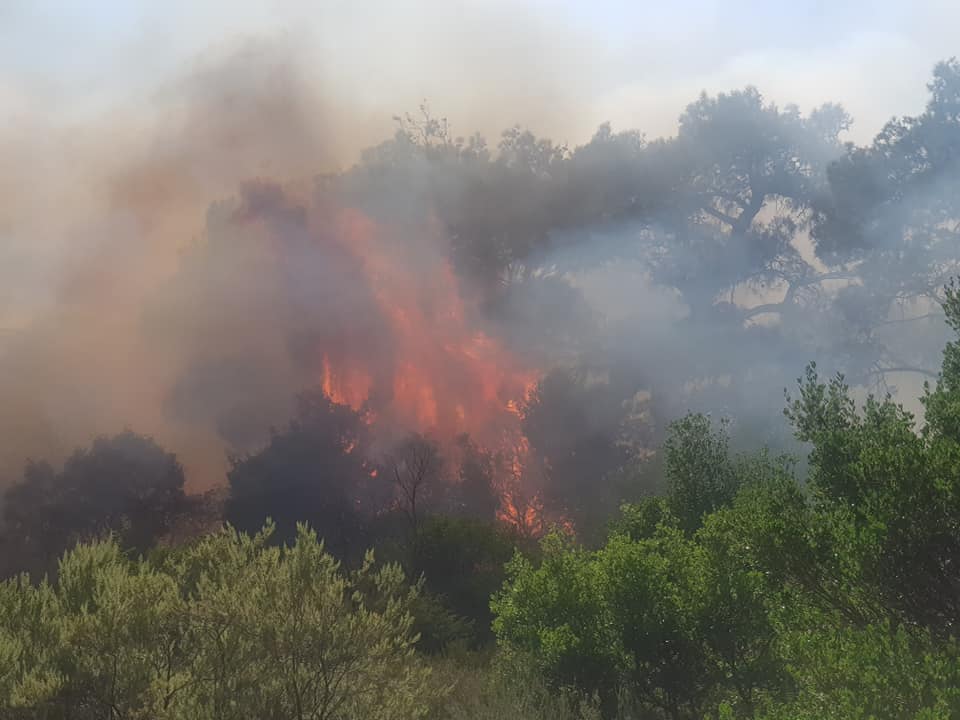 Πυρκαγιά σε δασική έκταση στο Σέσκλο Μαγνησίας